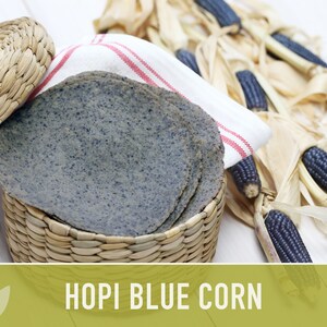 Hopi Blue Corn Seeds - Heirloom, Open Pollinated (7g/25+ Seeds) - Etsy