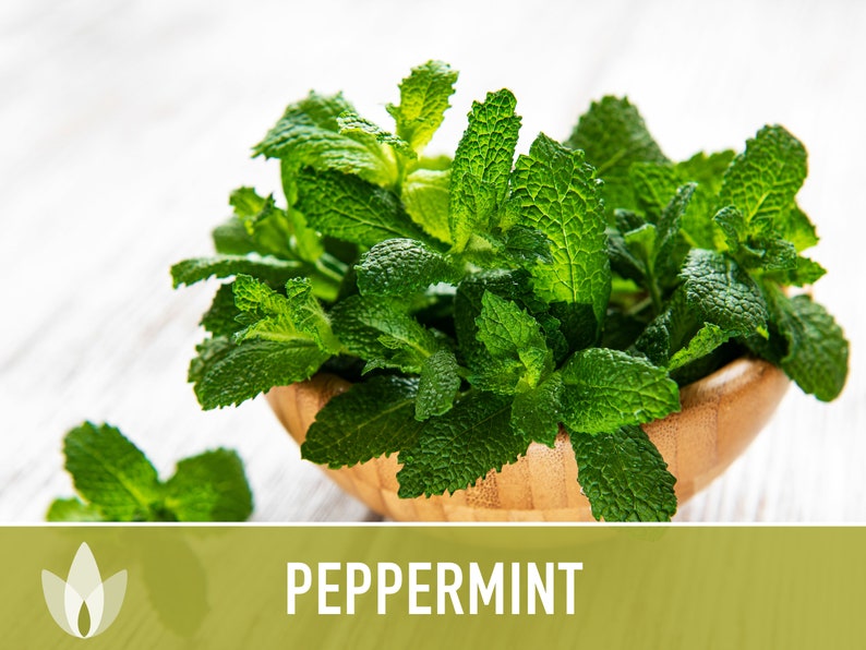 Peppermint Seeds Heirloom Seeds Medicinal Herb Seeds - Etsy