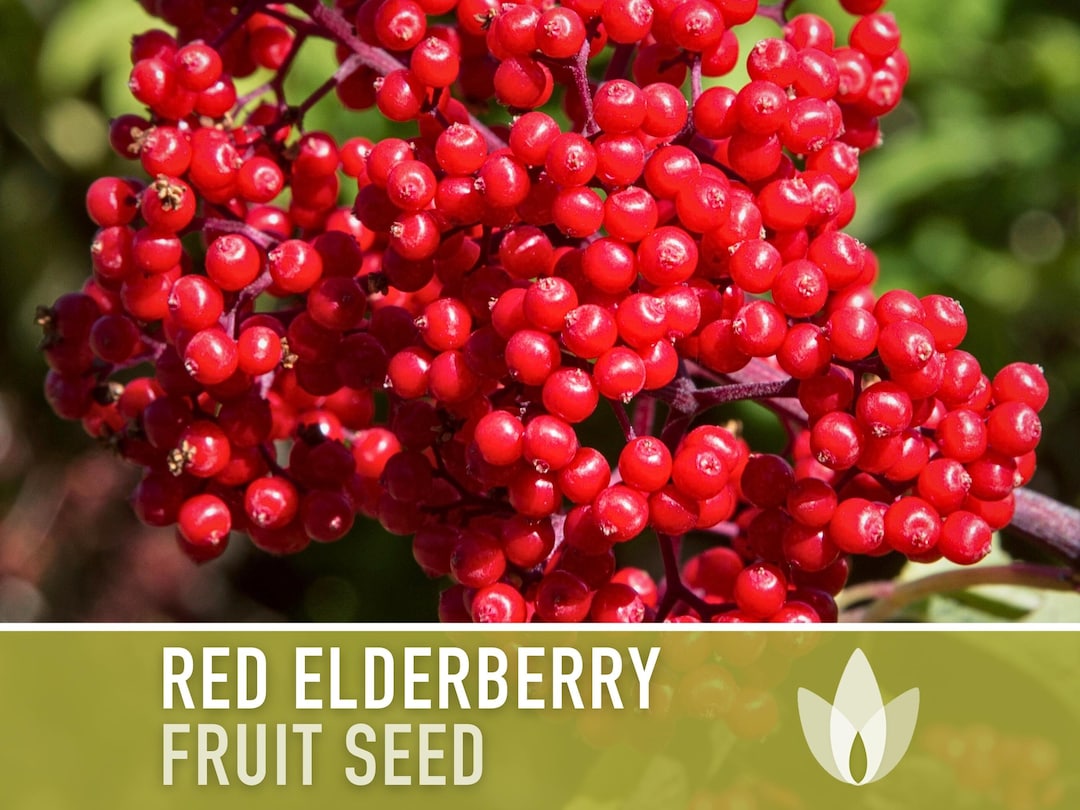 Red Elderberry Seeds - Heirloom Seeds, Sambucus Racemosa, Medicinal ...