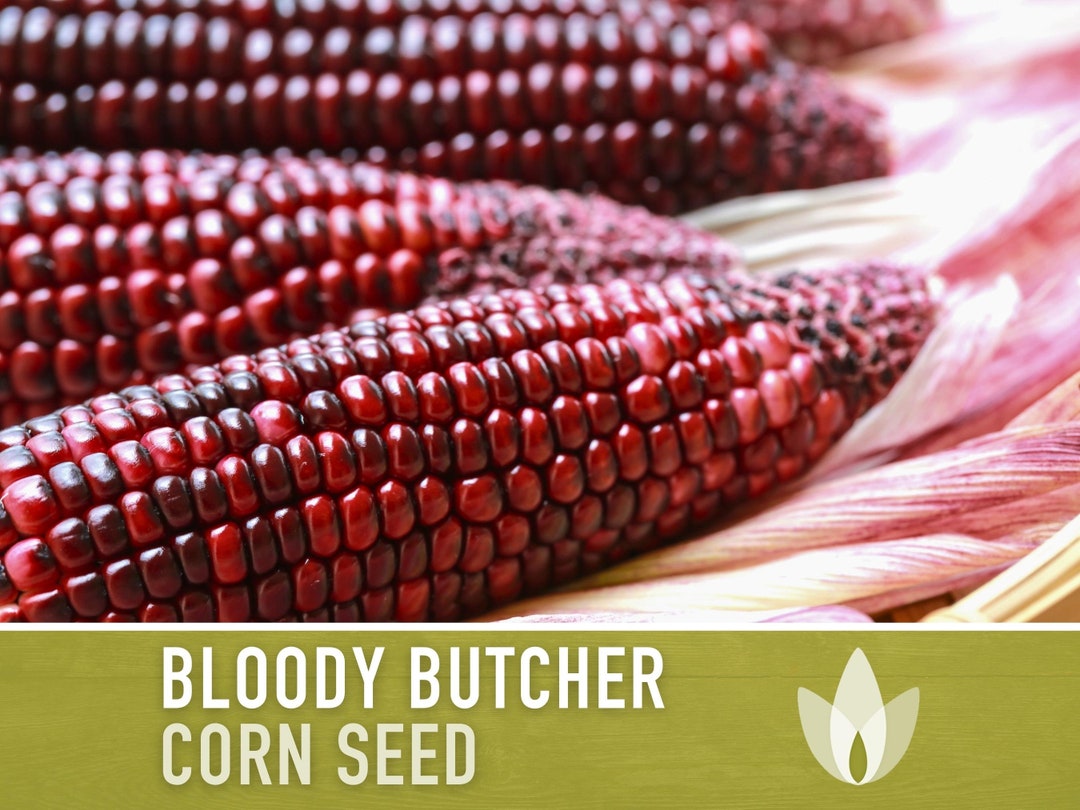Bloody Butcher Corn Heirloom Seeds - Dent Corn, Seed Packets, Non-gmo ...