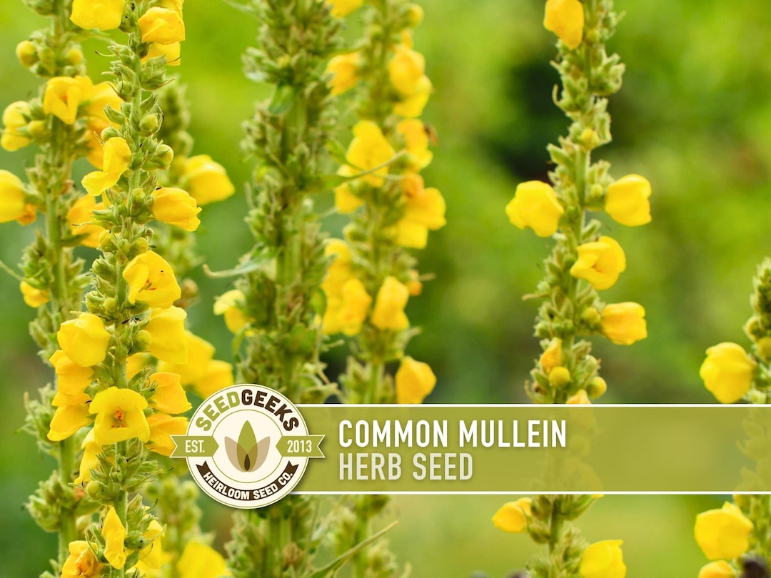 Mullein Seeds | 100+ Seeds, Heirloom Medicinal Herb, Rare Organic, Non ...