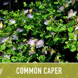 Caper Seeds - Heirloom Seeds, Caper Bush Seeds, Medicinal & Culinary Herb, Capparis Spinosa ...