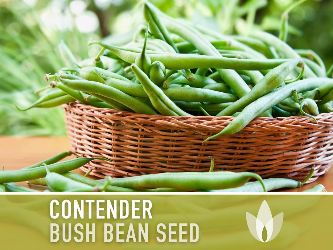 Contender Bush Bean Seeds - Heirloom, Stringless, Open Pollinated ...