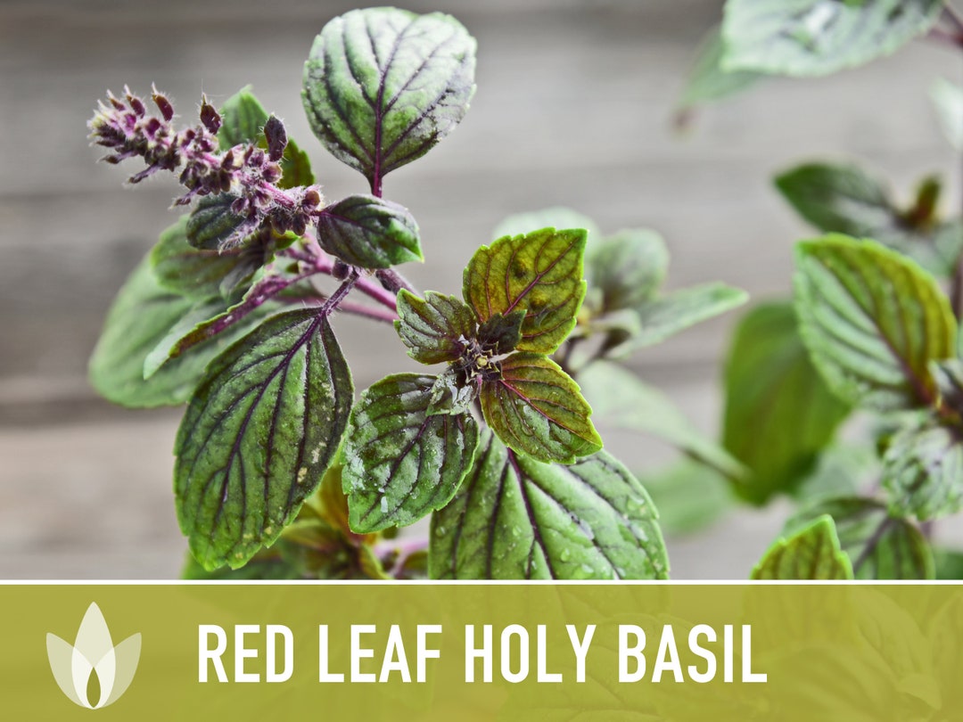 Red Leaf Holy Basil Seeds Tulsi Basil Heirloom Seeds - Etsy