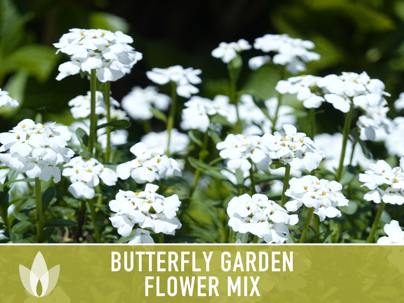 Butterfly Garden Flower Seeds Mix, Pollinator Wildflower Seeds - Etsy