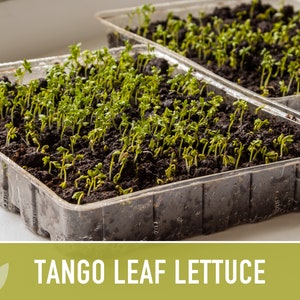 Tango Leaf Lettuce Seeds - Heirloom Seeds, Oakleaf Lettuce, Container ...