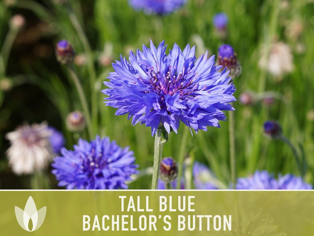 Bachelor's Button, Tall Blue Cornflower Heirloom Seeds, Flower Seeds ...