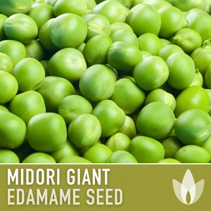 Midori Giant Edamame Seeds - Heirloom Seeds, Organic Soybean, Japanese ...