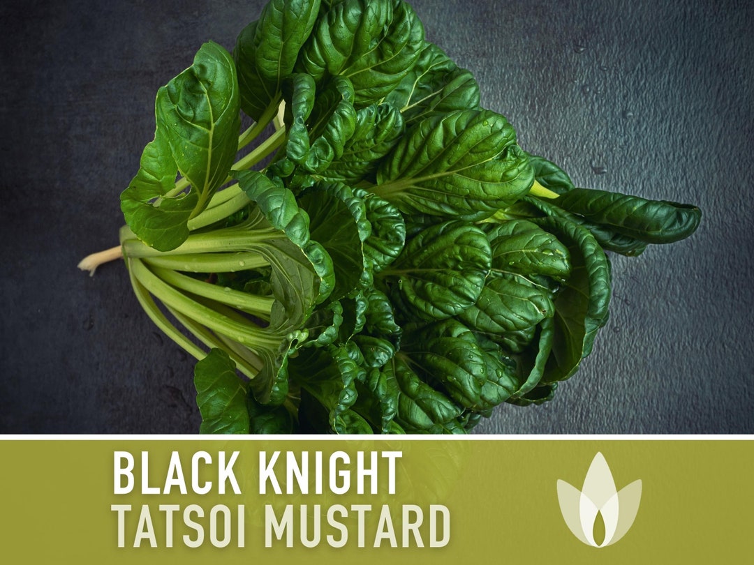 Black Knight Tatsoi Mustard Greens Seeds - Heirloom Seeds, Asian ...