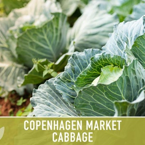 Copenhagen Market Cabbage Seeds – Heirloom, Open Pollinated - Etsy