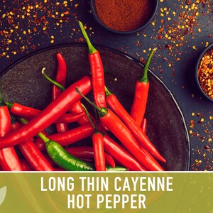 Cayenne Hot Pepper Seeds - Heirloom Seeds, Long Thin, Red Chili Pepper ...