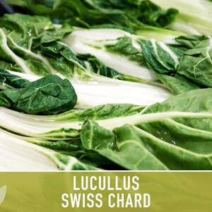 Lucullus Swiss Chard Heirloom Seeds - Etsy