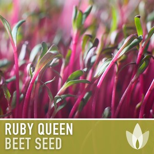 Ruby Queen Beet Seeds - Heirloom Seeds, AAS Winner, Easy to Grow ...