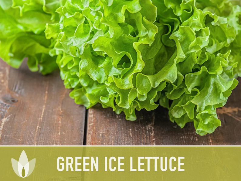 Green Ice Lettuce Heirloom Seeds Summer Lettuce Slow - Etsy