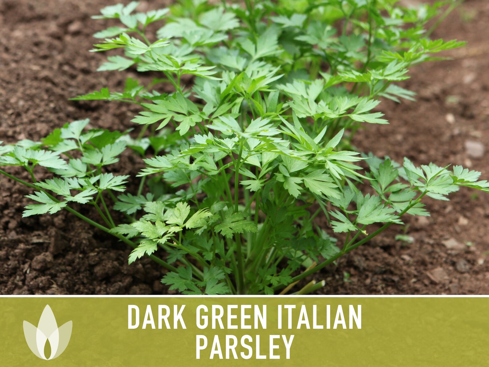 Dark Green Italian Parsley Seeds Herb Seeds Heirloom Seeds - Etsy