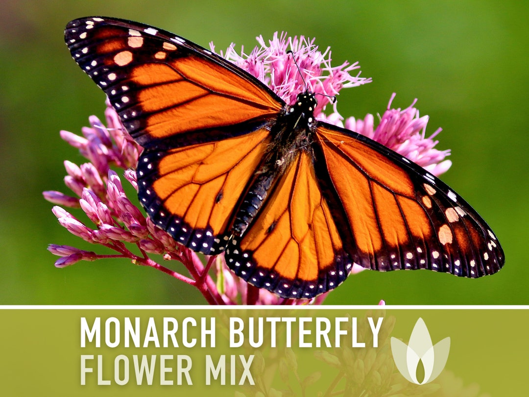 Monarch Butterfly Mix Flower Seeds, Heirloom, Native, Flower Seeds - Etsy