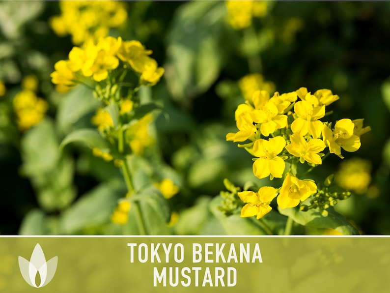 Tokyo Bekana Mustard Greens Heirloom Seeds – Non-gmo, Open Pollinated ...