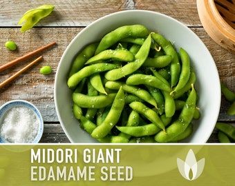 Midori Giant Edamame Seeds - Heirloom Seeds, Organic Soybean, Japanese ...
