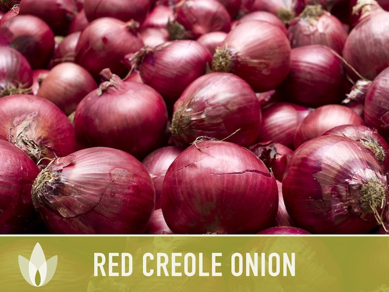 Red Creole Onion Heirloom Seeds Short Day Open Pollinated - Etsy