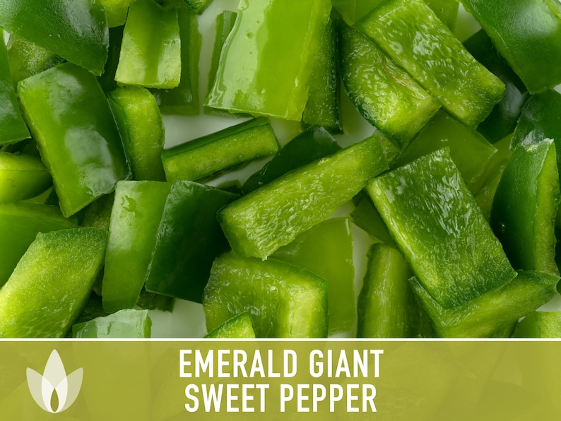 Emerald Giant Sweet Pepper Heirloom Seeds - Bell Pepper, Stuffed ...