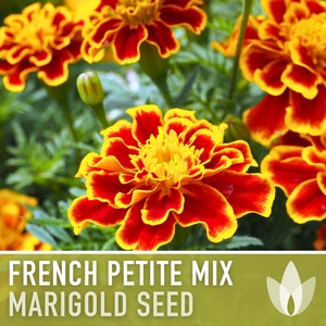 Dwarf French Marigold Seeds - Petite Mix, Pollinator Friendly - Etsy