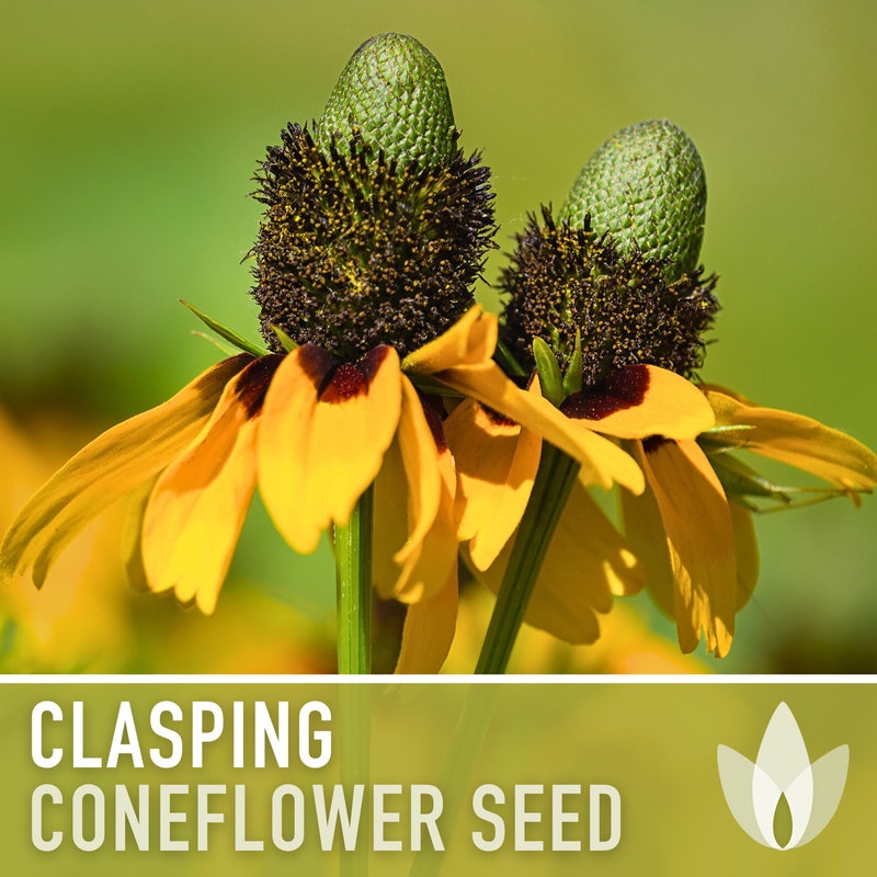 Butterfly Clasp - Etsy