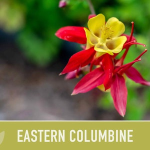 Eastern Columbine Flower Seeds - Heirloom Seeds, Container Garden ...