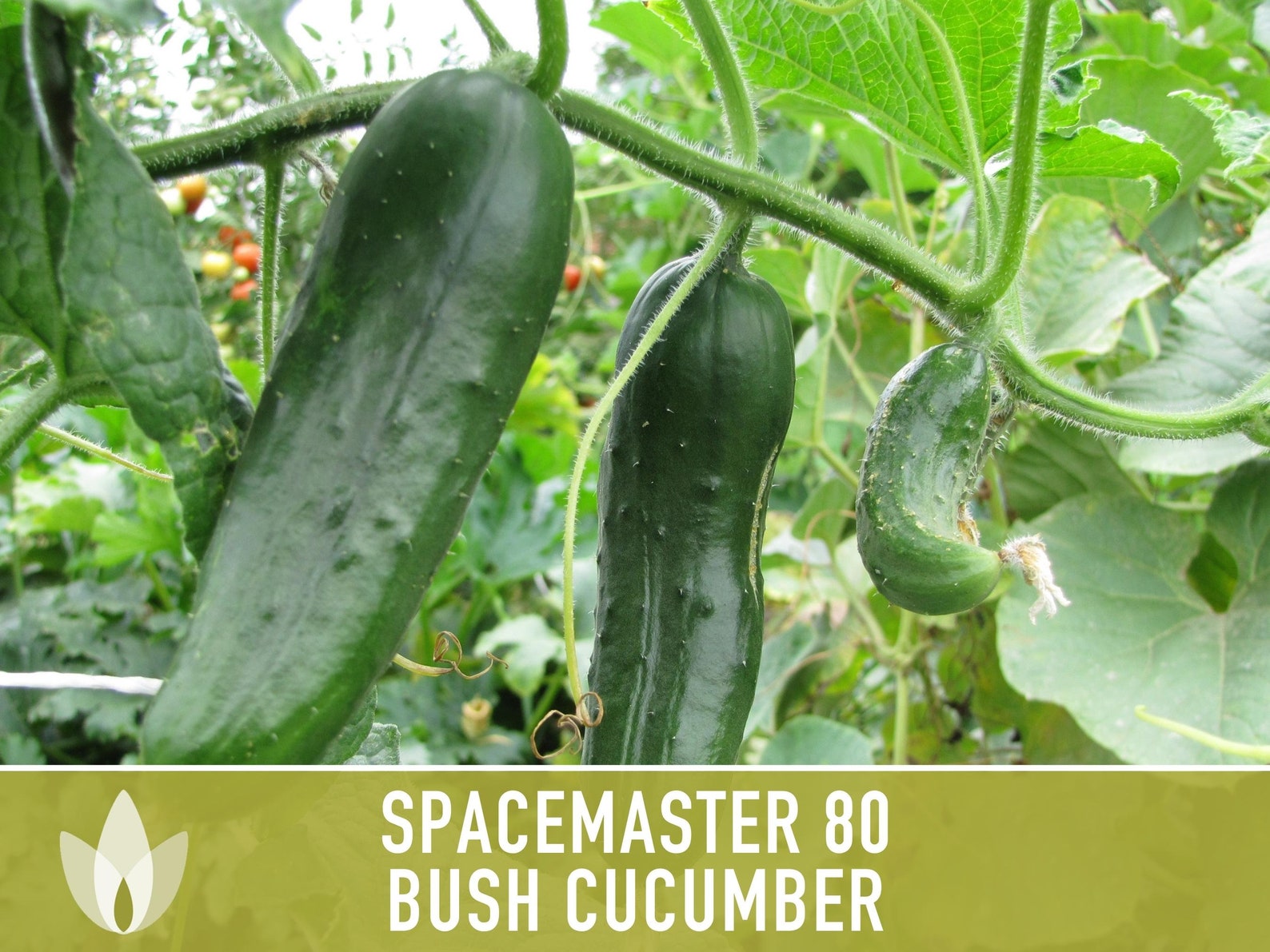 Spacemaster 80 Bush Cucumber Heirloom Seeds - Etsy