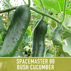 Spacemaster 80 Bush Cucumber Heirloom Seeds - Etsy
