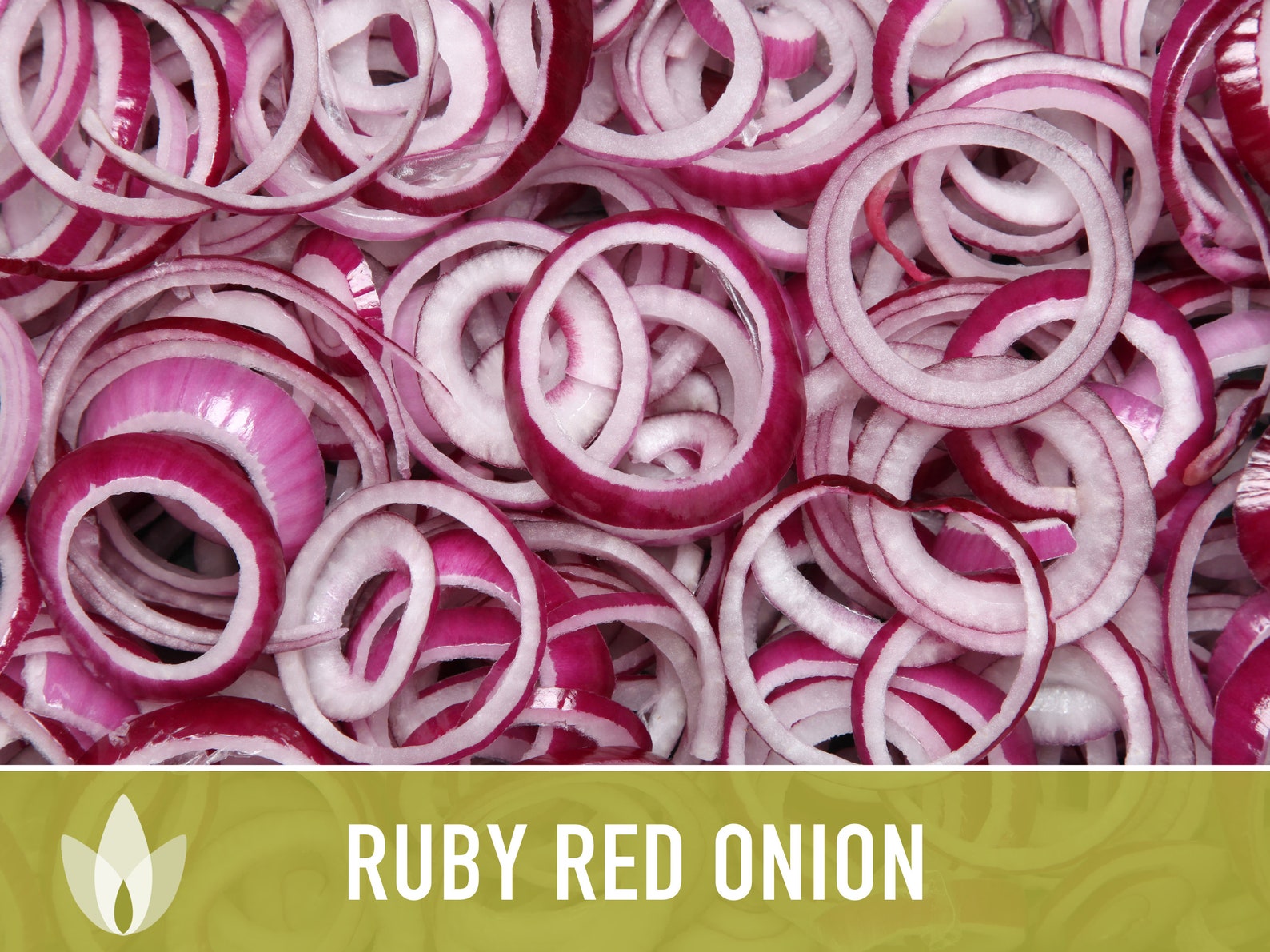 Ruby Red Onion Heirloom Seeds - Etsy