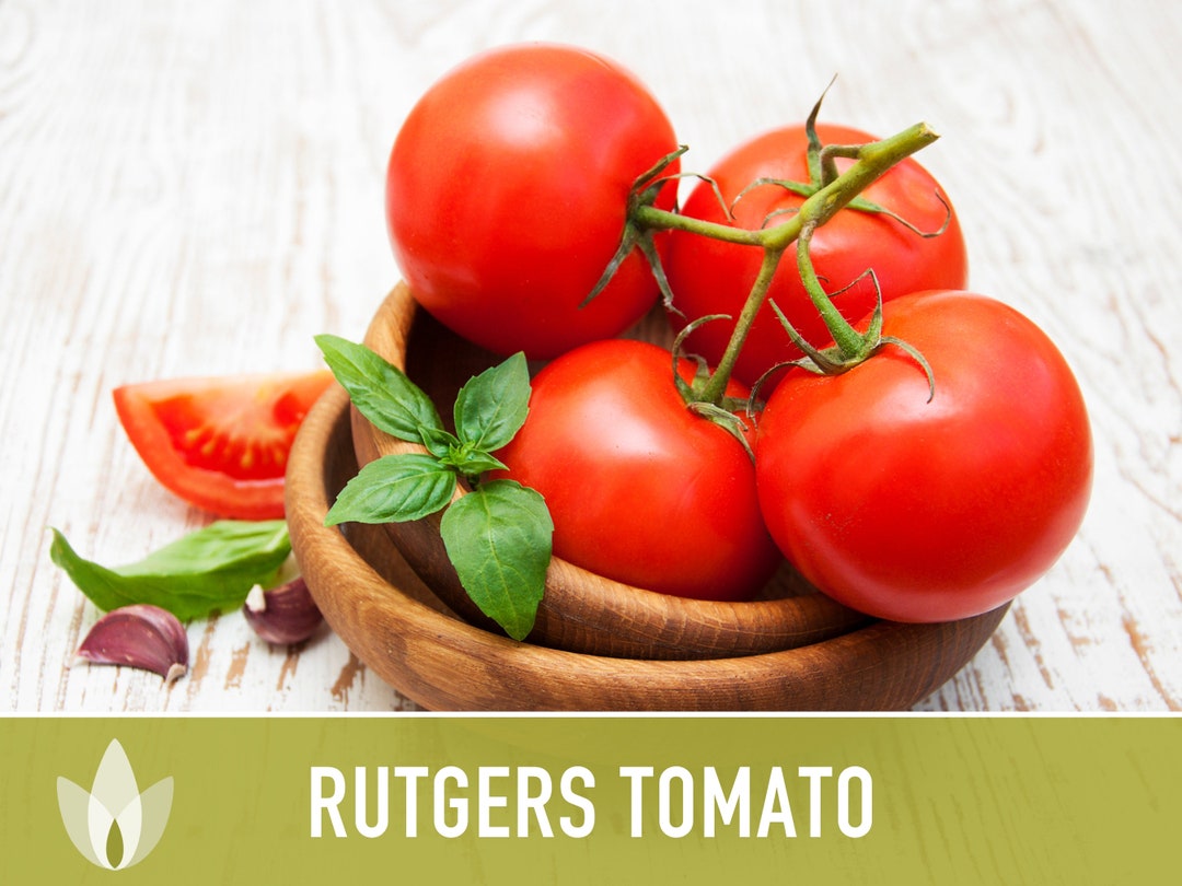 Rutgers Tomato Heirloom Seeds - Etsy