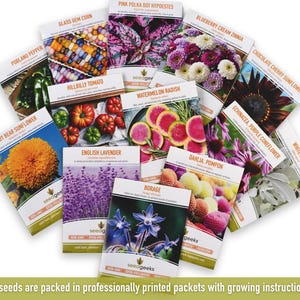 Aster, Pompon Blue Moon Flower Seeds - Heirloom Seeds, China Aster ...