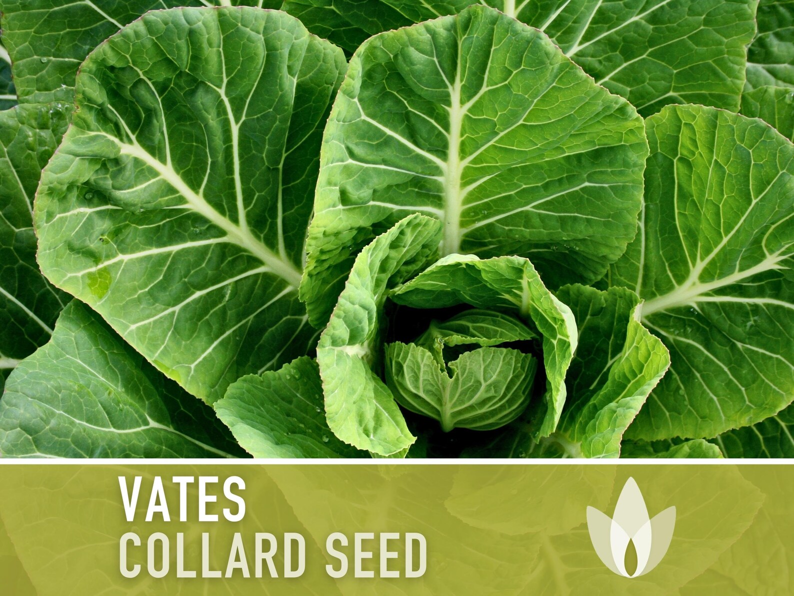 Vates Collards Heirloom Seeds - Etsy