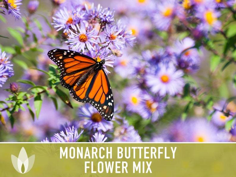 Monarch Butterfly Wildflower Seed Mix, Native Heirloom Seeds - Etsy