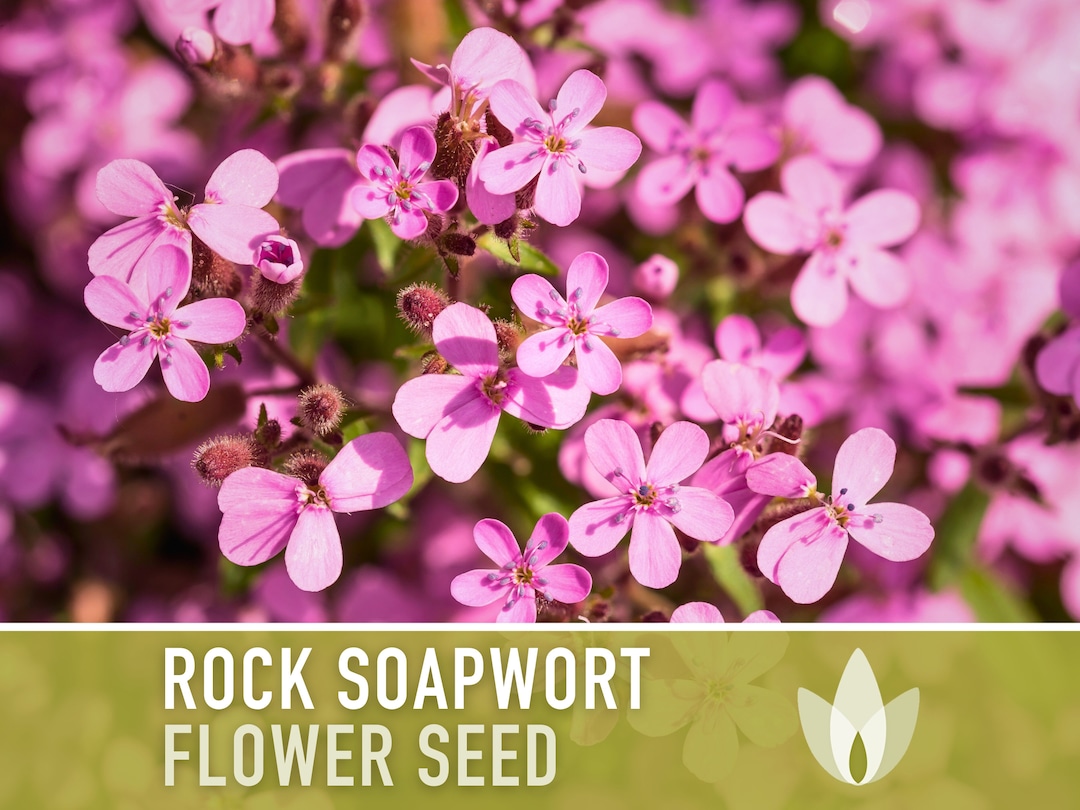 Rock Soapwort Flower Seeds - Heirloom Ground Cover, Wildflower ...
