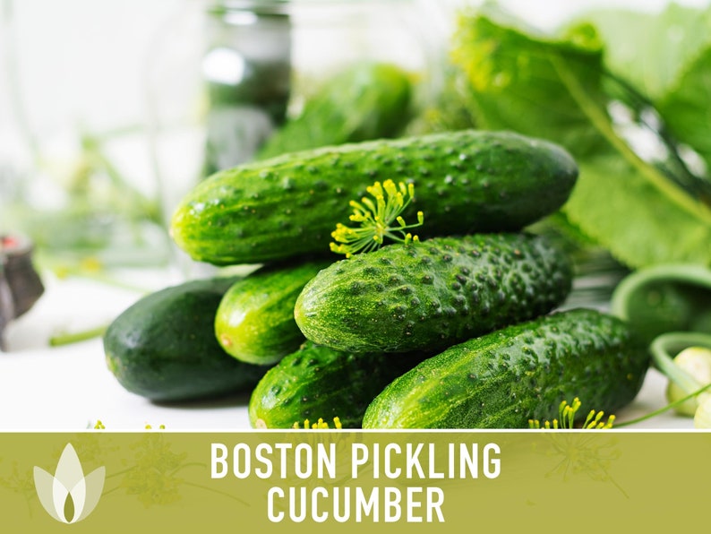 Boston Pickling Cucumber Seeds - Heirloom, Canning Pickle, Disease ...