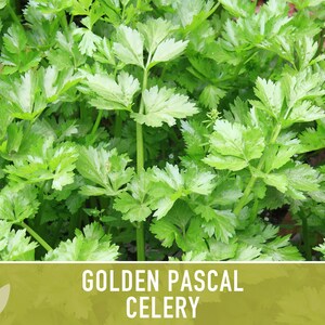 Golden Pascal Celery Heirloom Seeds - Etsy