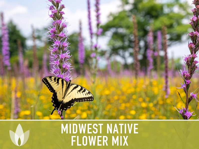 Midwest Native Mix Flower Seeds, Heirloom, Native, Flower Seeds - Etsy