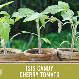 Isis Candy Cherry Tomato Heirloom Seeds - Salad Garden, Indeterminate ...
