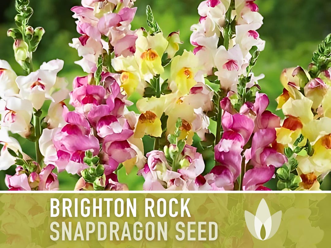 Snapdragon, Brighton Rock Seed Mix - 100 Heirloom Seeds, Cut Flowers ...