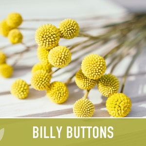 Billy Buttons Flower Seeds | 50+ Seeds, Heirloom Wildflower, Yellow ...
