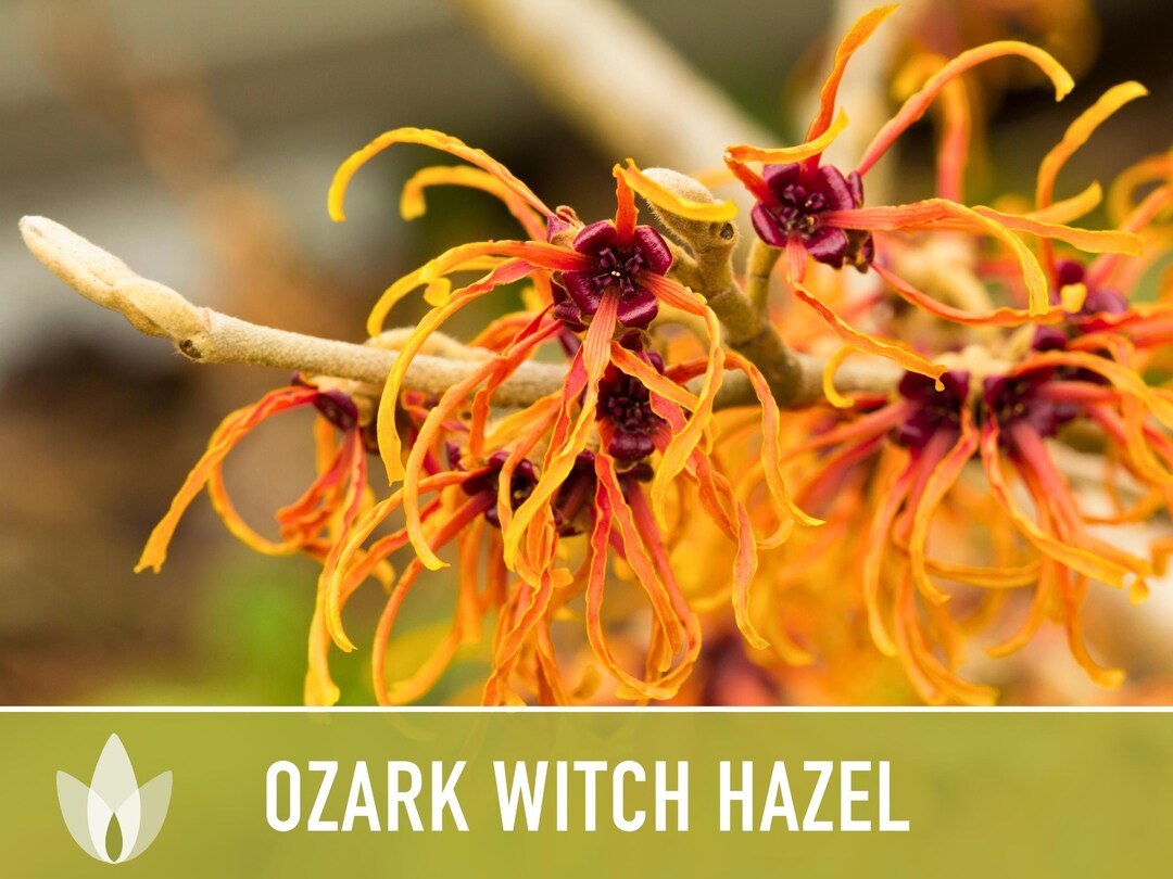 Ozark Witch Hazel Seeds Heirloom Seeds Hamamelis Vernalis - Etsy