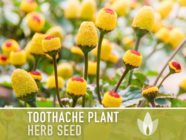 Aubrieta Cascade Blue Seed-trailing Habit for Hanging - Etsy