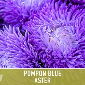 Aster, Pompon Blue Flower Seeds - Heirloom Seeds, China Aster, Pompon ...