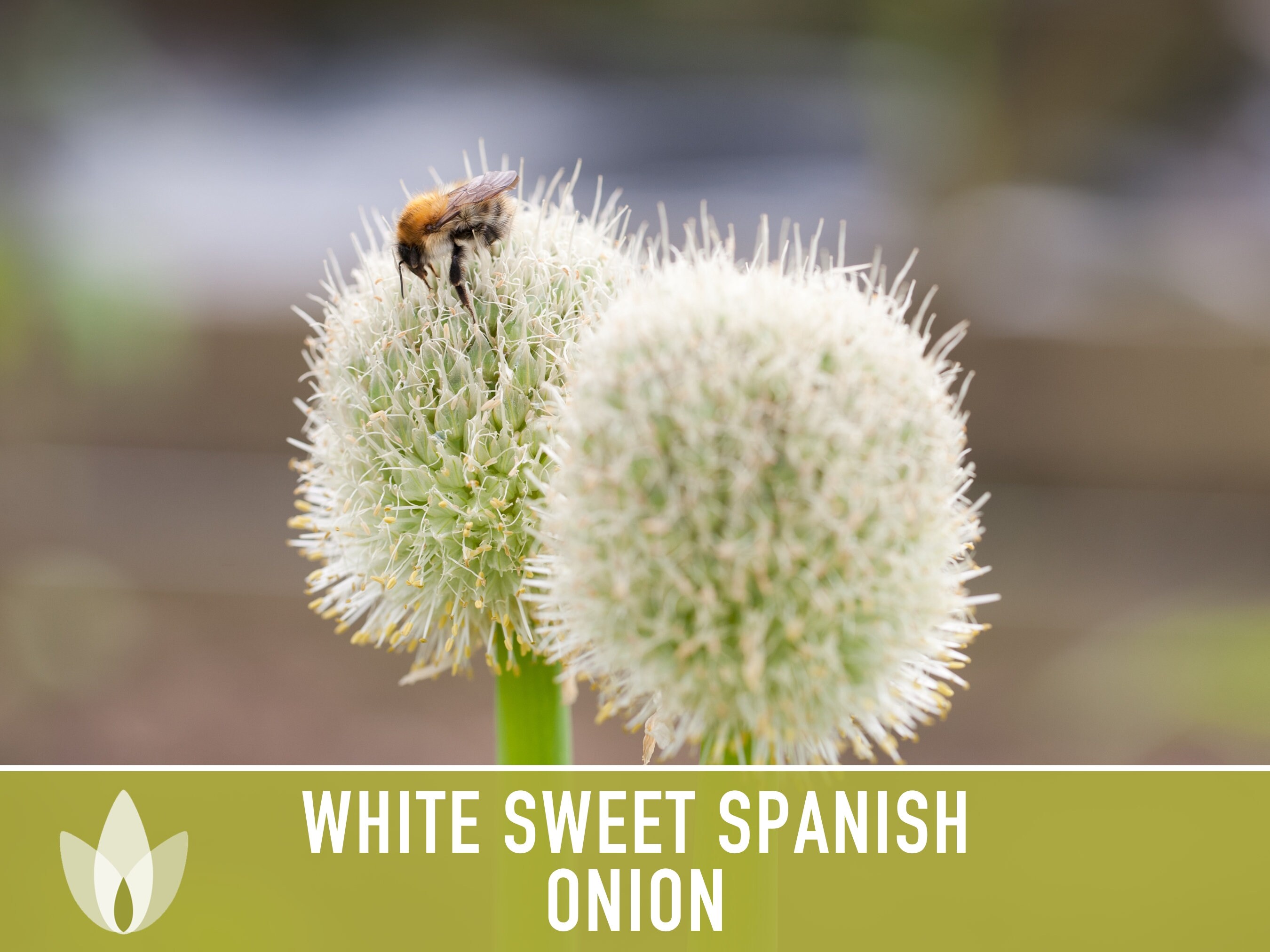 White Sweet Spanish Onion Heirloom Seeds - Etsy