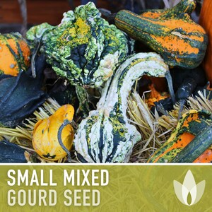 Small Mixed Gourd Seeds - Heirloom Seeds, Perennial, Desert Native ...
