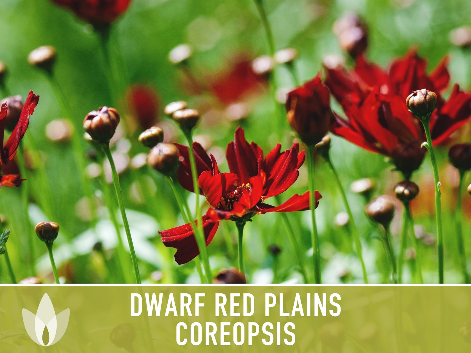 Dwarf Red Plains Coreopsis Flower Seeds, Heirloom, Pollinator Garden - Etsy