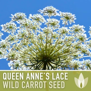 Queen Anne's Lace Seeds – Heirloom Wild Carrot, Pollinator Friendly - Etsy