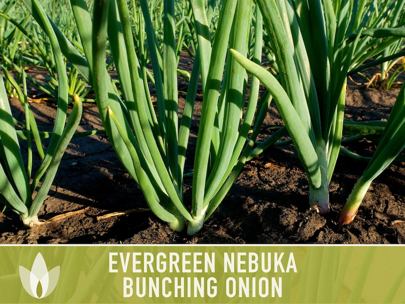 Evergreen Nebuka Bunching Onion Heirloom Seeds Scallions - Etsy