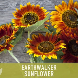 Earthwalker Sunflower Seeds - Heirloom Seeds, Seed Packets, Flower ...